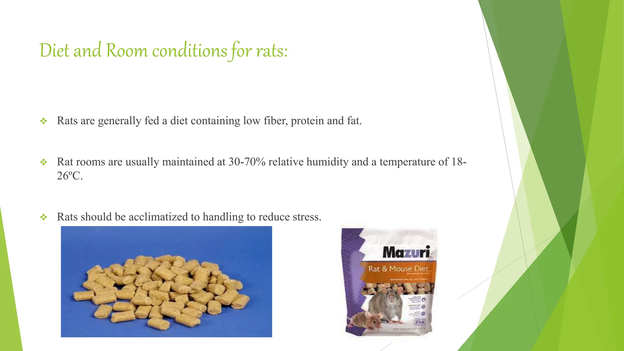 Correct handling of laboratory Rats ppt.pptx