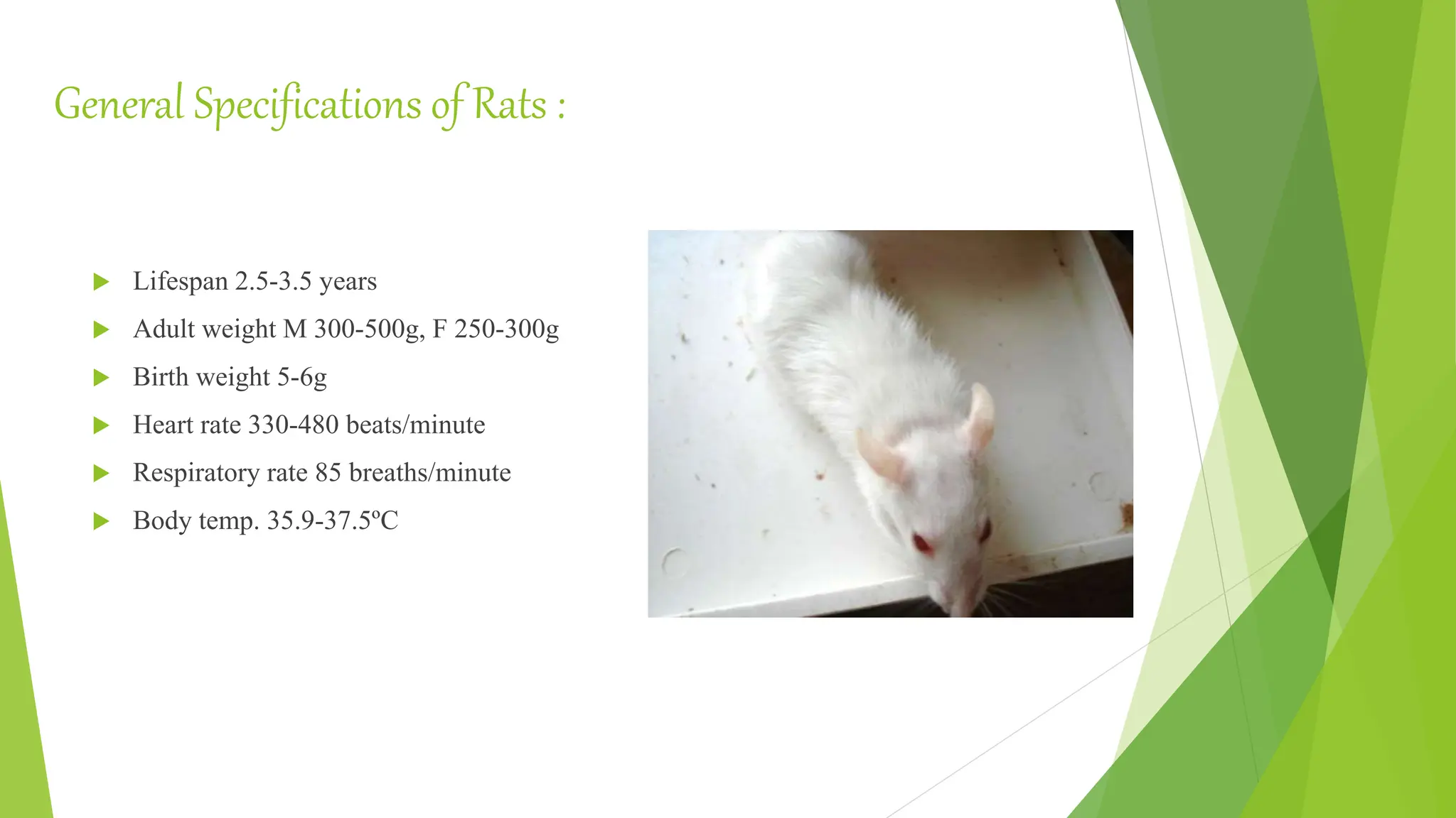 Correct handling of laboratory Rats ppt.pptx