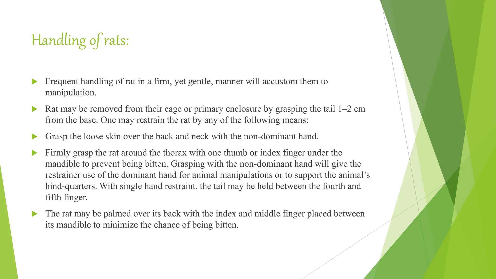 Correct handling of laboratory Rats ppt.pptx