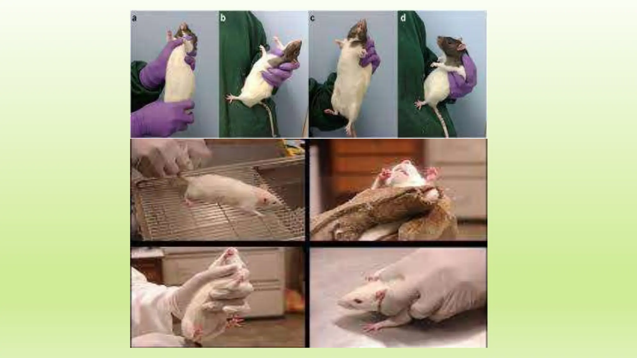 Correct handling of laboratory Rats ppt.pptx
