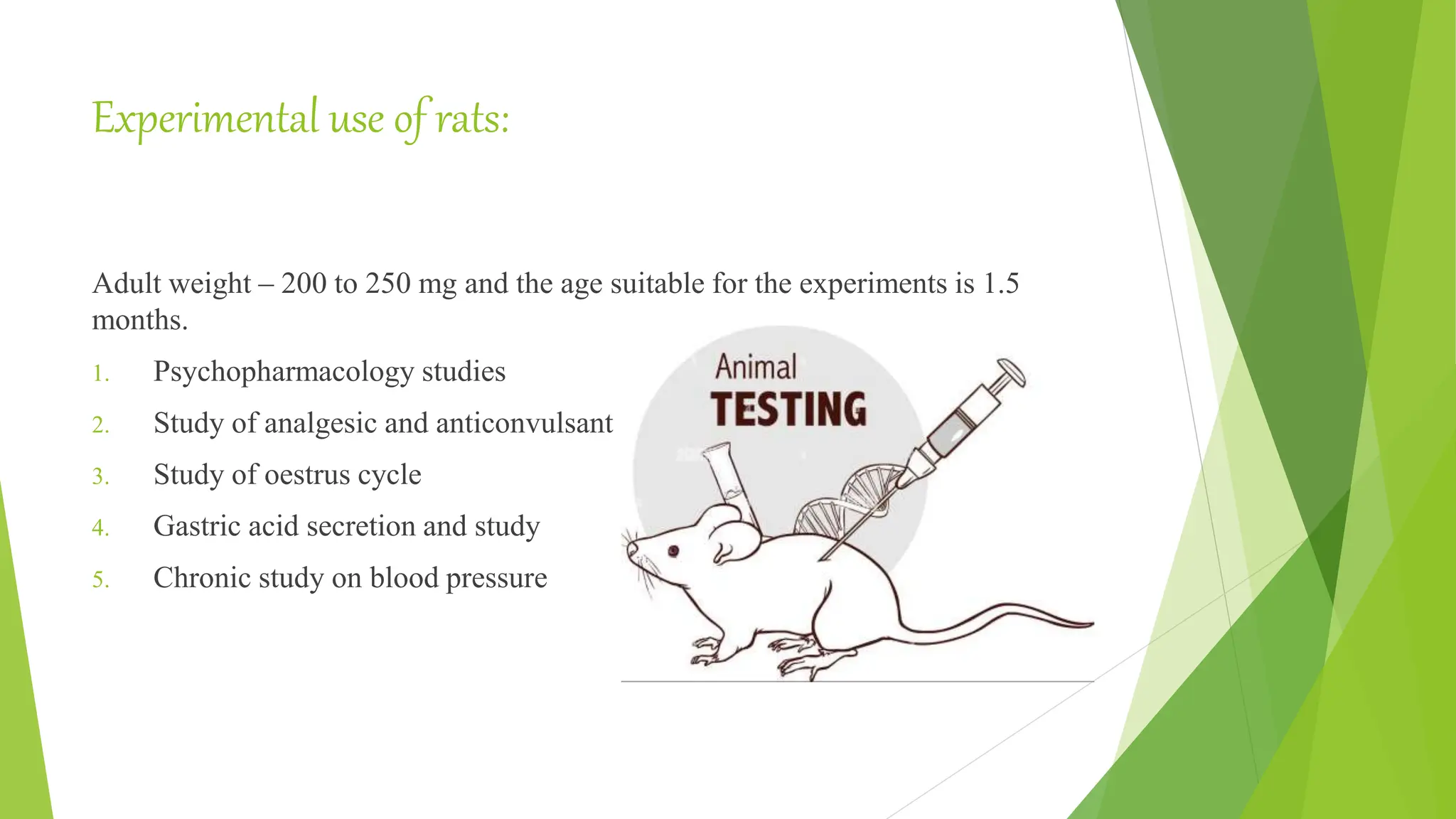 Correct handling of laboratory Rats ppt.pptx