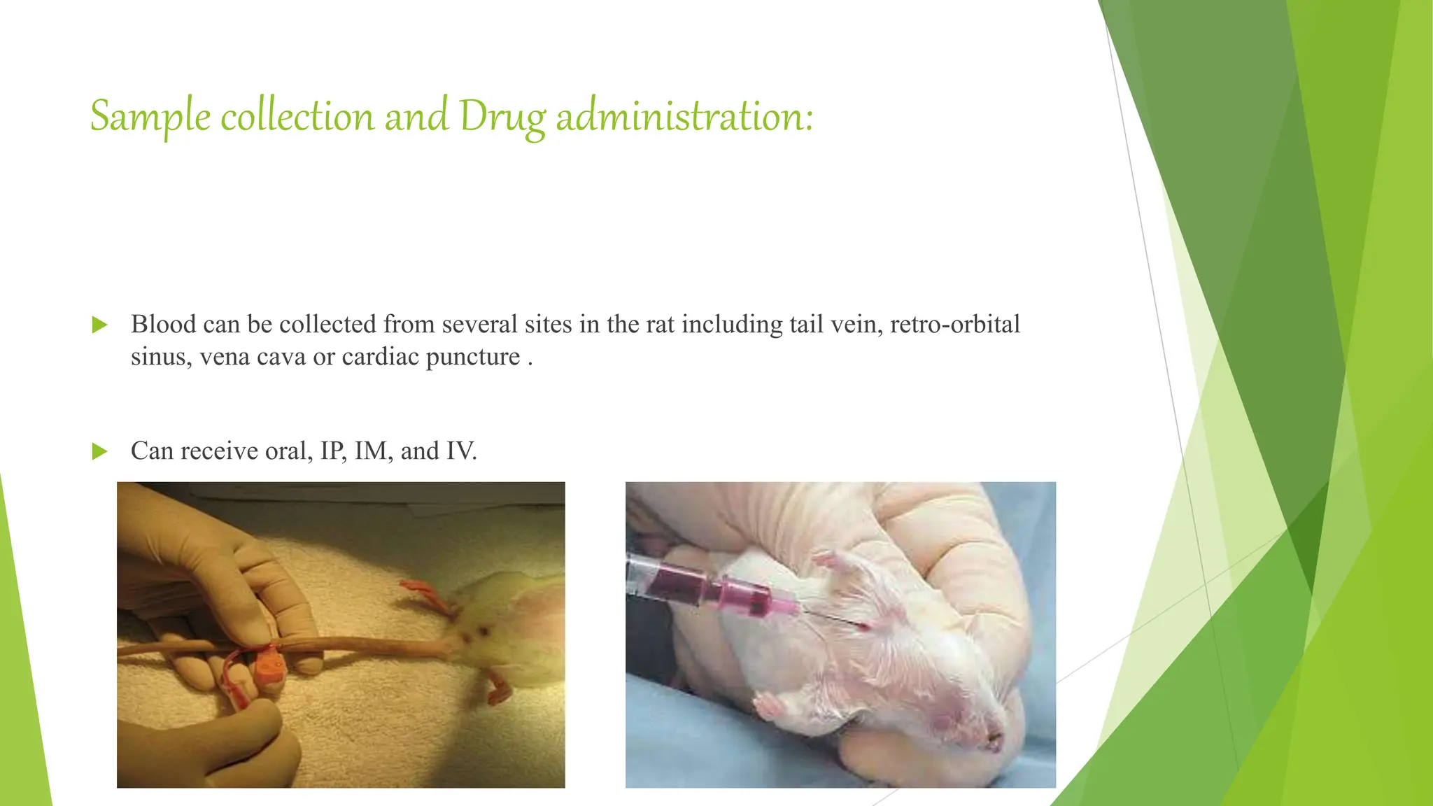 Correct handling of laboratory Rats ppt.pptx