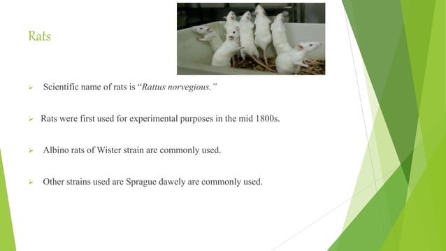 Correct handling of laboratory Rats ppt.pptx