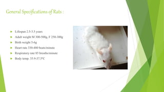 Correct handling of laboratory Rats ppt.pptx