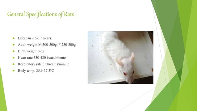 Correct handling of laboratory Rats ppt.pptx