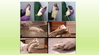 Correct handling of laboratory Rats ppt.pptx