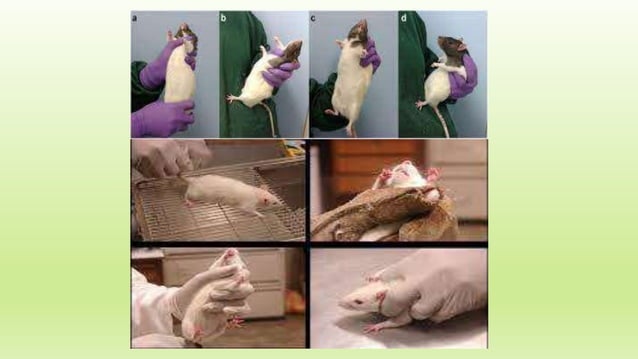 Correct handling of laboratory Rats ppt.pptx