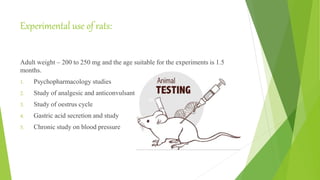 Correct handling of laboratory Rats ppt.pptx