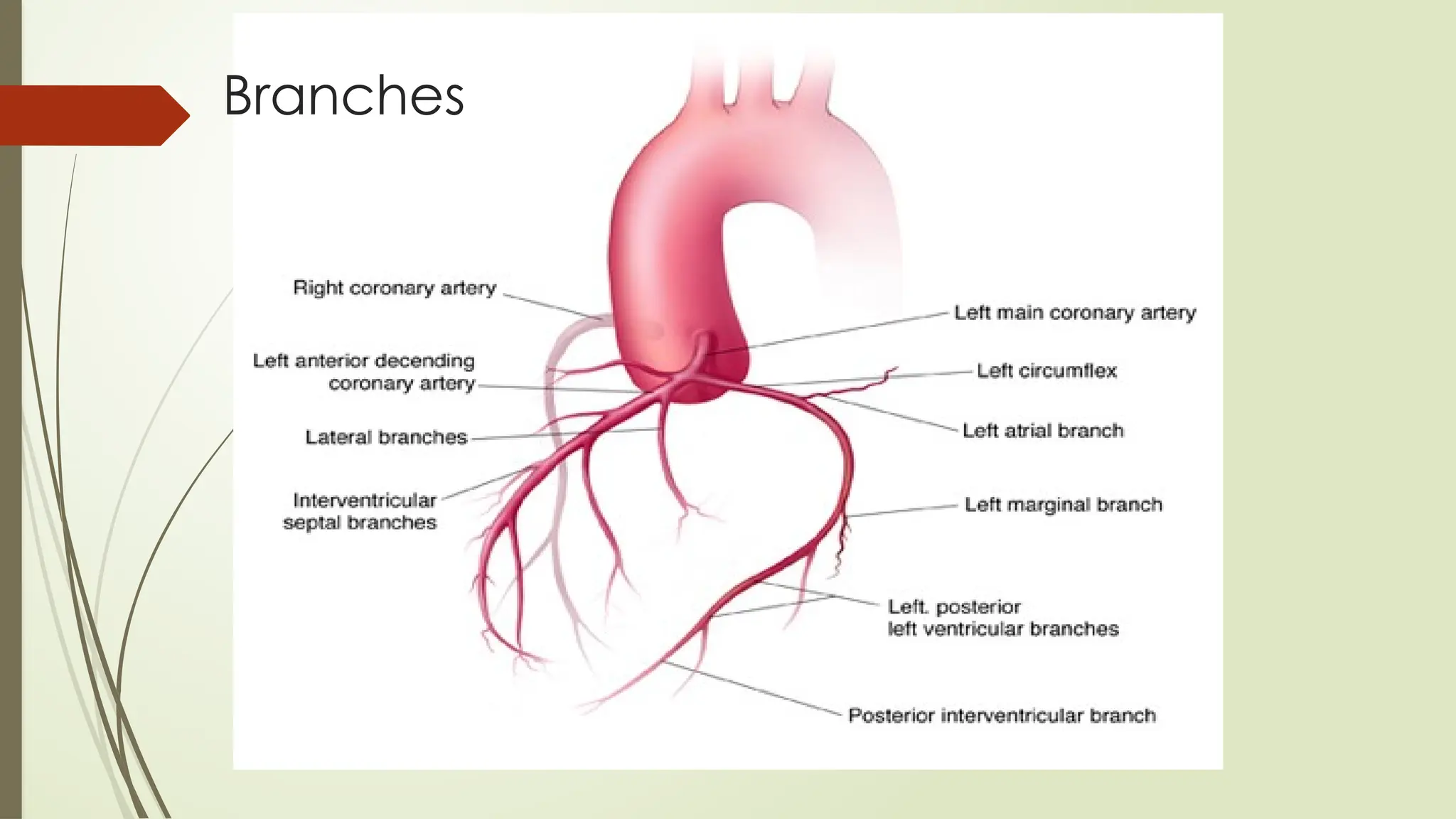 Coronary arteries - course, branches.pptx