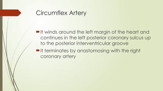 Coronary arteries - course, branches.pptx