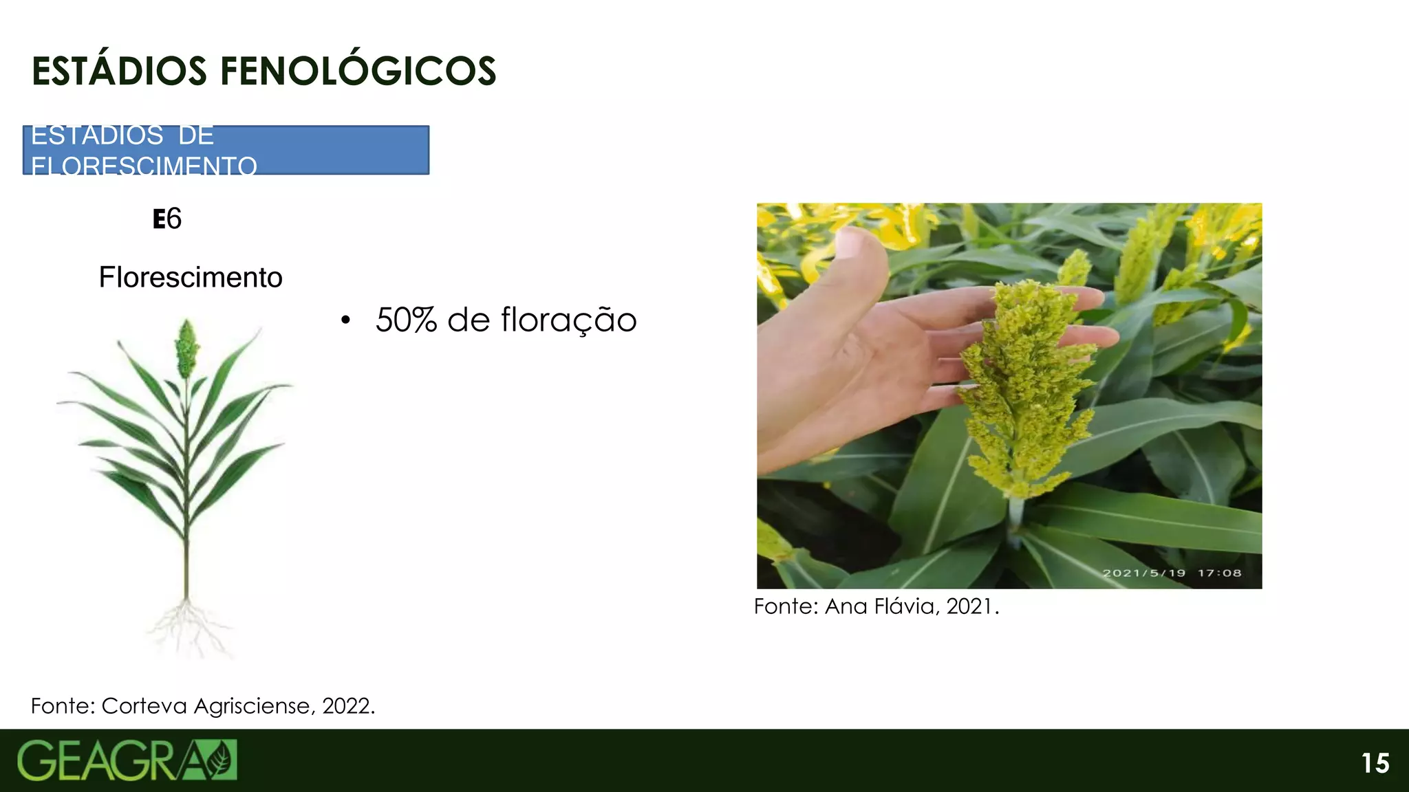 Fenologia e Fisiologia do sorgo e milheto | PPTX