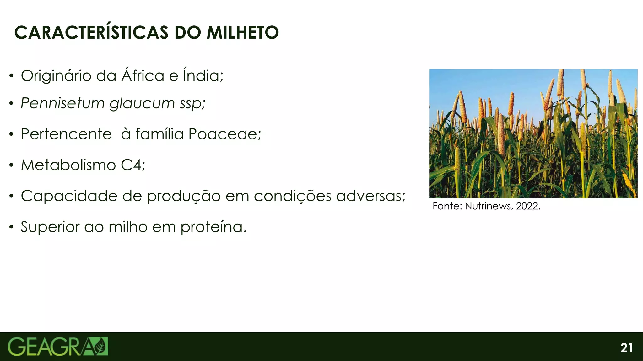 Fenologia e Fisiologia do sorgo e milheto | PPTX