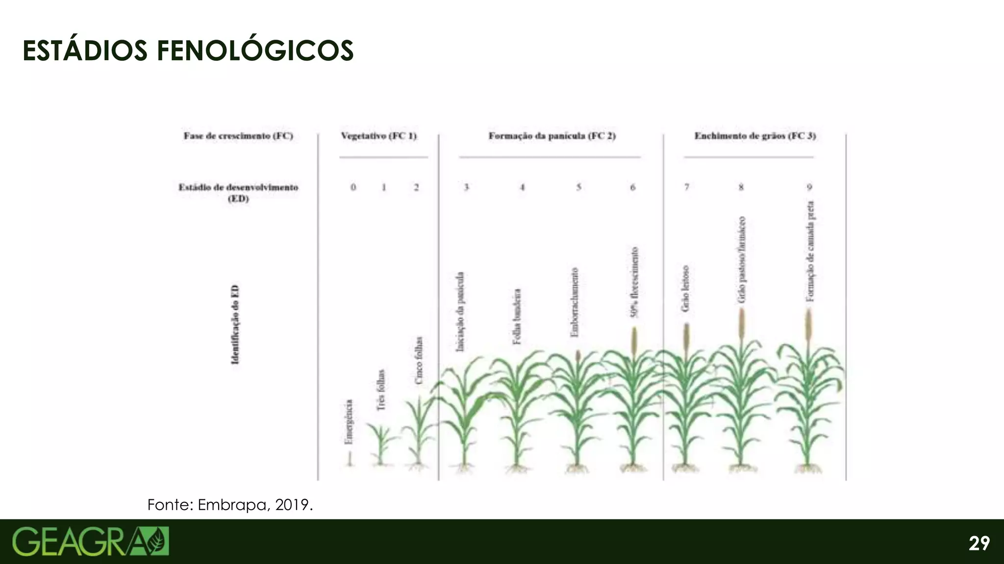 Fenologia e Fisiologia do sorgo e milheto | PPTX