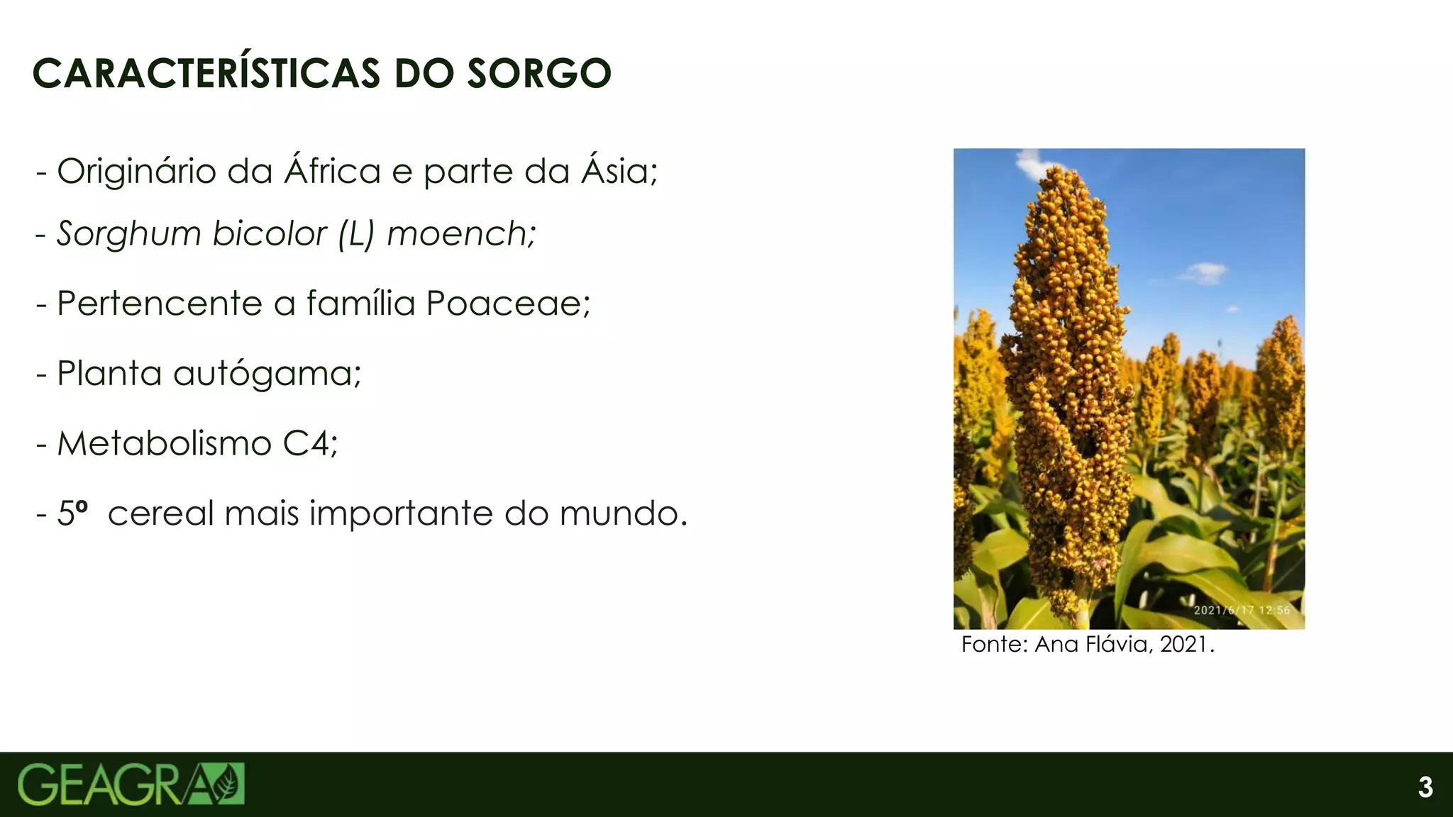Fenologia e Fisiologia do sorgo e milheto | PPTX