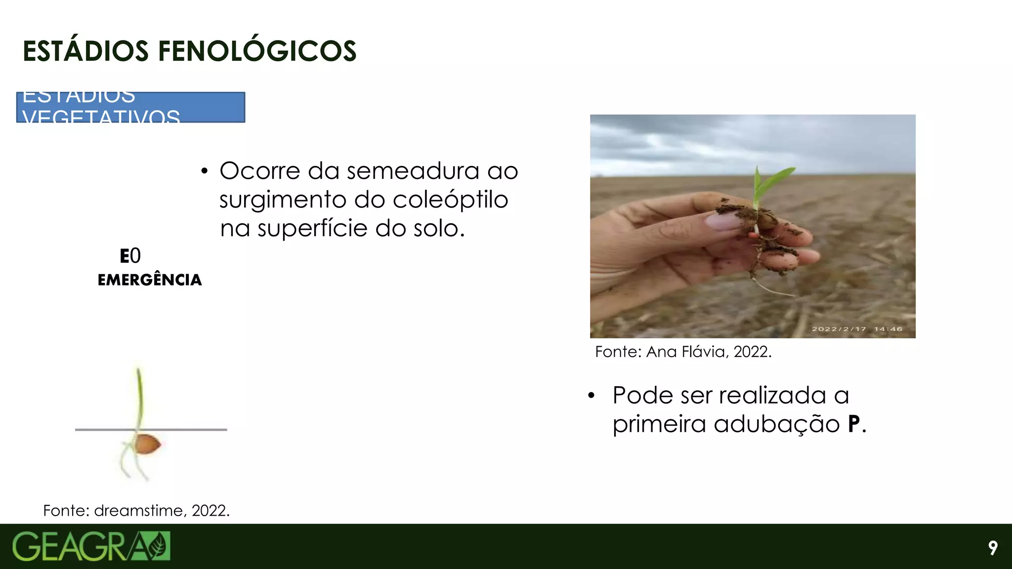 Fenologia e Fisiologia do sorgo e milheto | PPTX