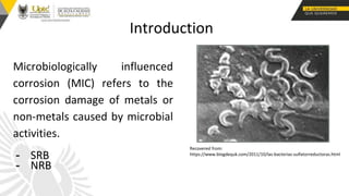 Corrosion Bacterias acero 316L, analisis .pptx