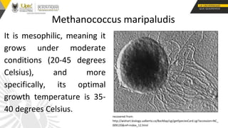 Corrosion Bacterias acero 316L, analisis .pptx