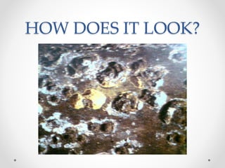 Corrosion Guide | PPTX