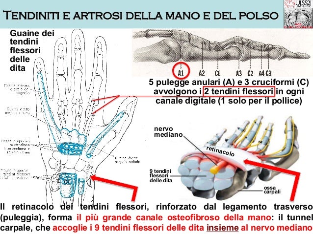 Tendiniti e artrosi della mano e del polso - Corso SPISAL Legnago 21/…