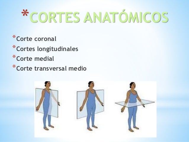 Cortes y cavidades corporales sesión 1 clase no 2
