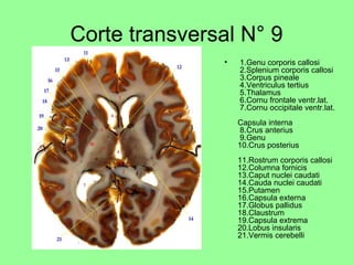 Corte transversal de encefalo | PPT