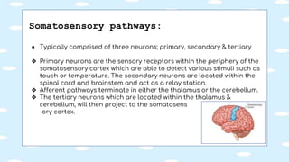 cortex and learning.pptx