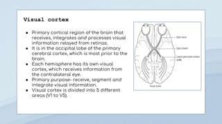 cortex and learning.pptx