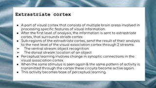 cortex and learning.pptx