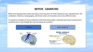 cortex and learning.pptx