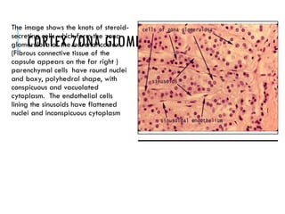 cortex and medulla of surrenal glands.pptx