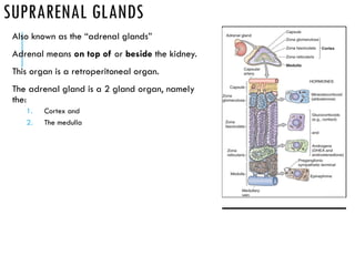 cortex and medulla of surrenal glands.pptx