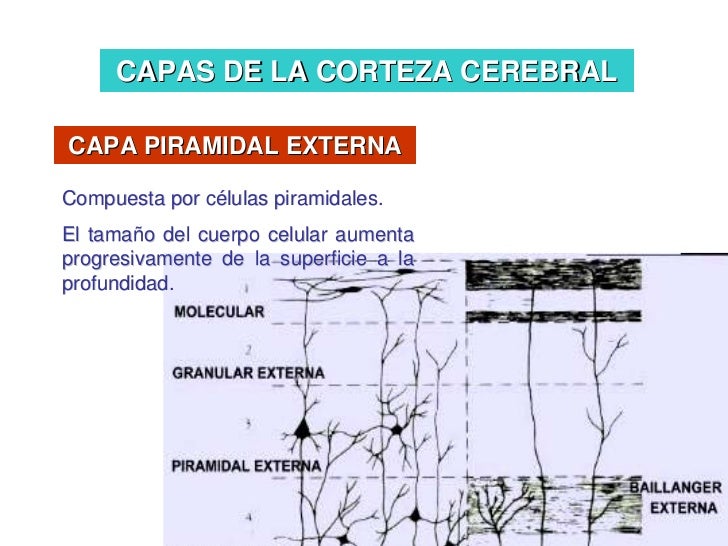 Corteza Cerebral