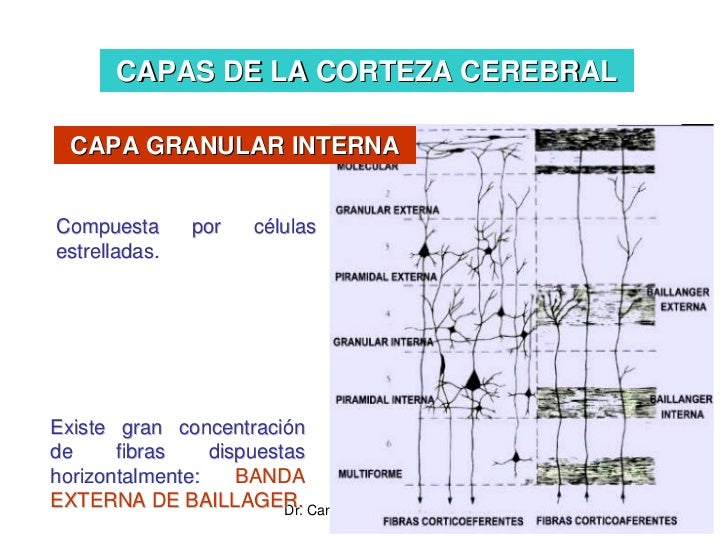 Corteza Cerebral