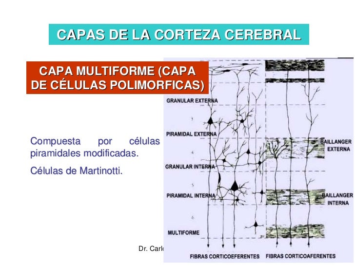 Corteza Cerebral