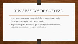 Corteza cerebral y sus funciones en el SNC | PPTX