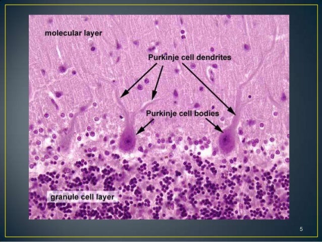 Neuro Corteza cerebelosa