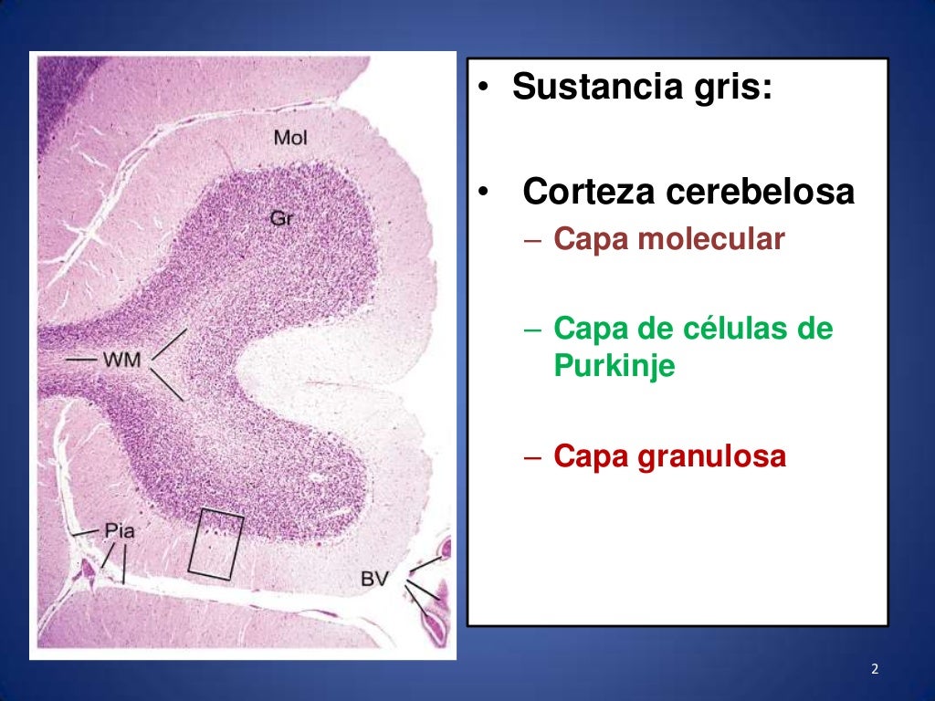 Neuro Corteza cerebelosa