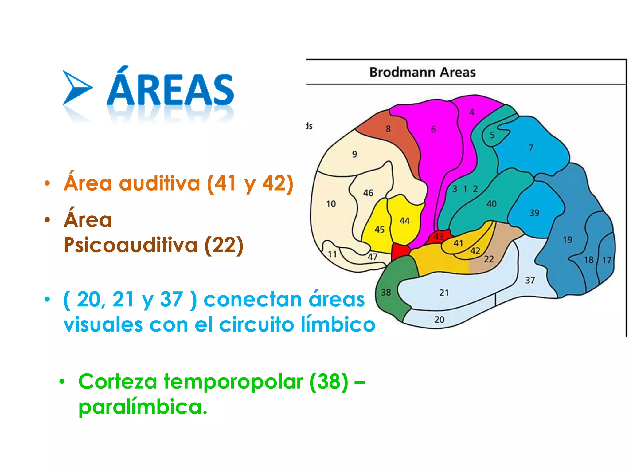 Corteza Cerebral, Anatomía | PPTX