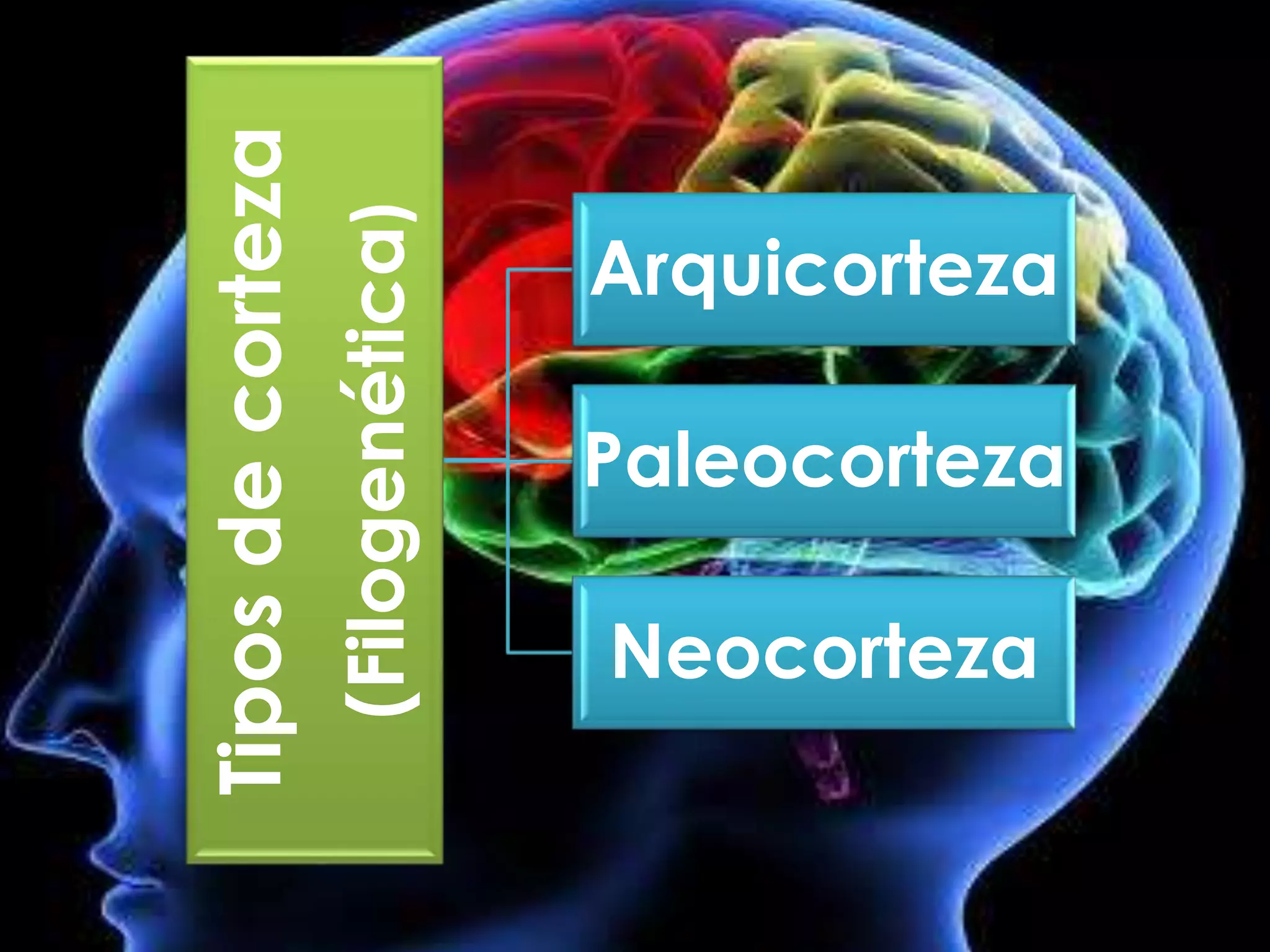 Corteza Cerebral, Anatomía | PPTX