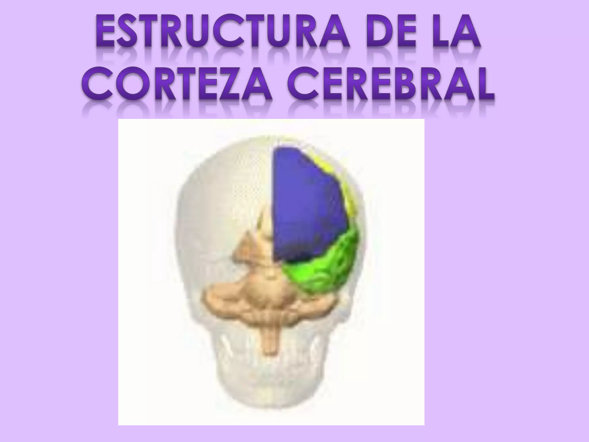 Corteza Cerebral, Anatomía | PPTX