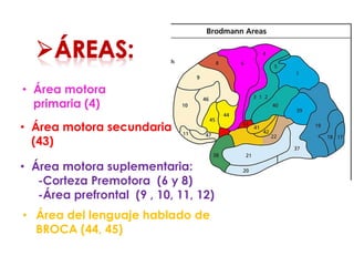Corteza Cerebral, Anatomía | PPTX