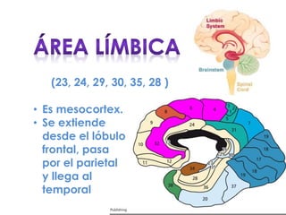 Corteza Cerebral, Anatomía | PPTX