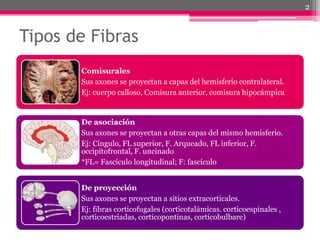 Corteza cerebral | PPTX