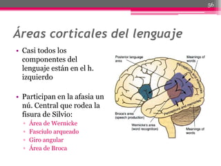 Corteza cerebral | PPTX