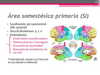 Corteza cerebral | PPTX