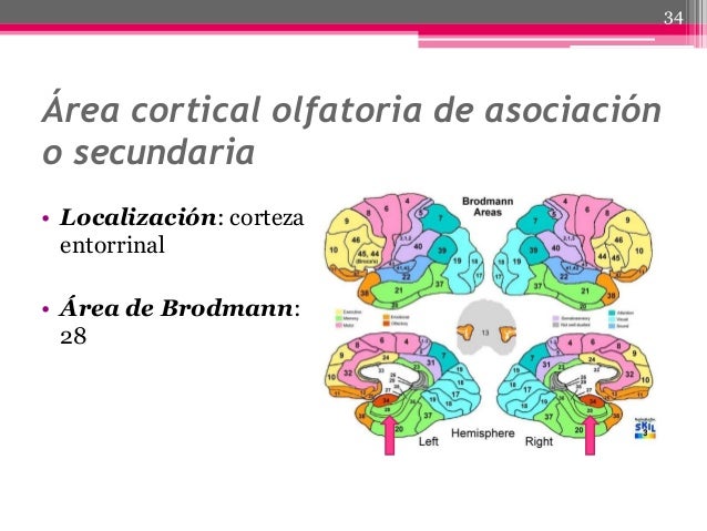 Corteza cerebral
