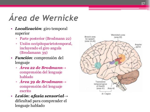 Corteza cerebral