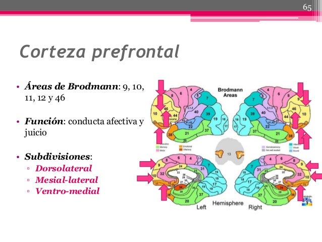 Aplica la Psicología a tu vida: La corteza prefrontal