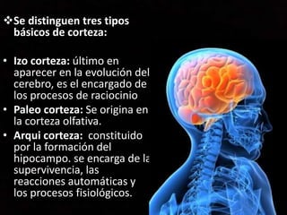 Corteza cerebral | PPTX