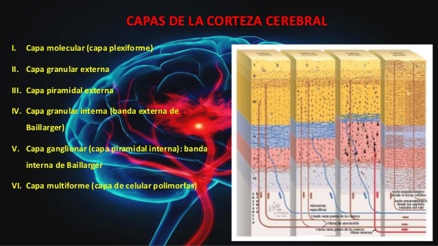 Corteza cerebral, estructura y localización funcional.